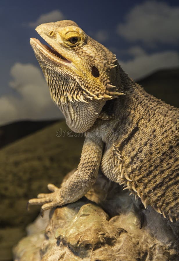 Dragon barbu femelle image stock. Image du sauvage, peau - 90400499