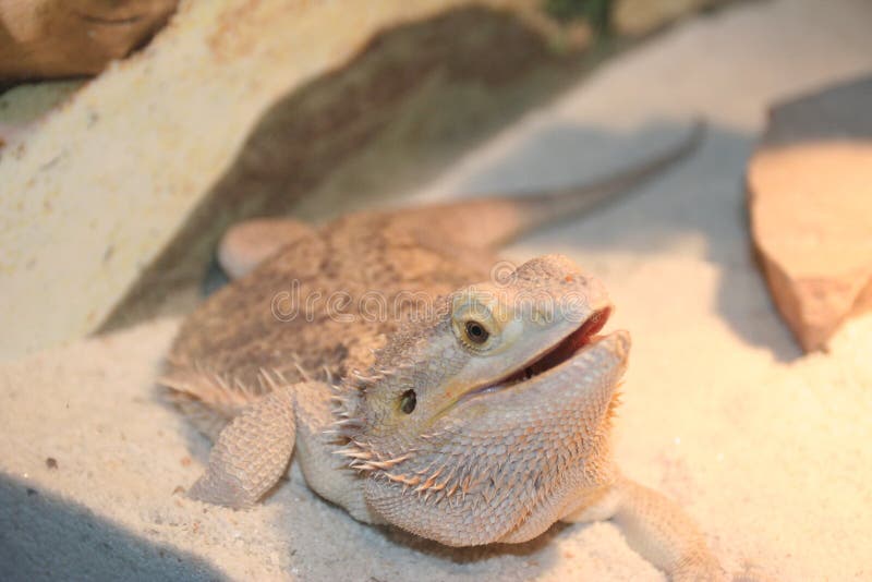 Dragon barbu femelle image stock. Image du sauvage, peau - 90400499