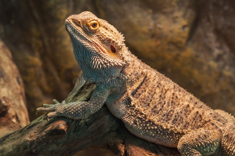 Dragon Barbu (lézard D'agame) Image stock - Image du griffe, dragon ...