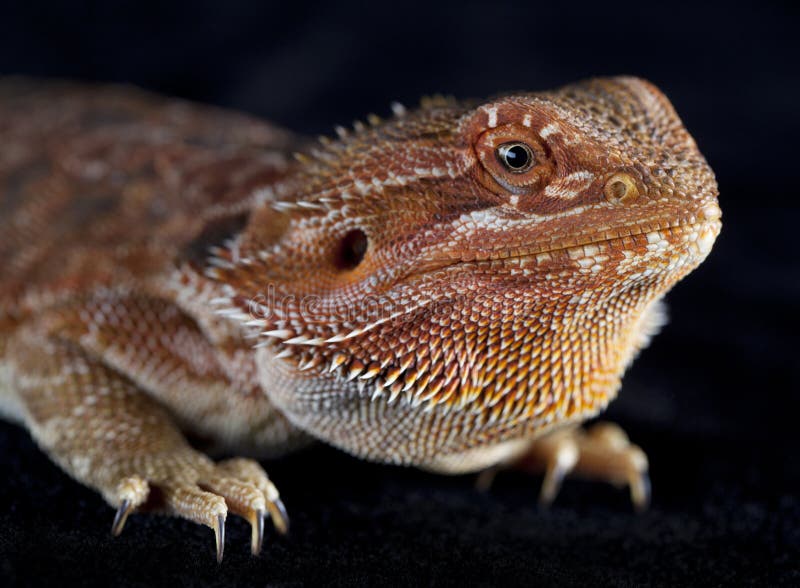 Dragon Barbu Rouge, Vitticeps De Pogona, Sur Le Blanc Photo stock ...