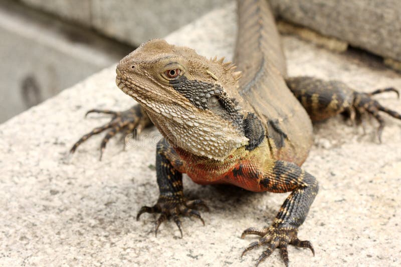Dragon Barbu (vitticeps De Pogona) Photo stock - Image du coloré ...