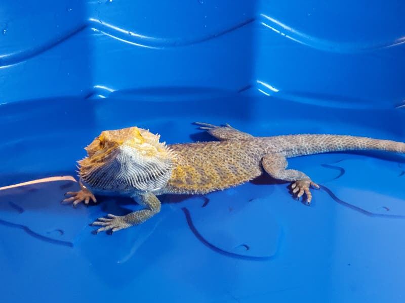 Dragon Bathing I Njurpoolen Arkivfoto - Bild av badar, pöl: 169875236