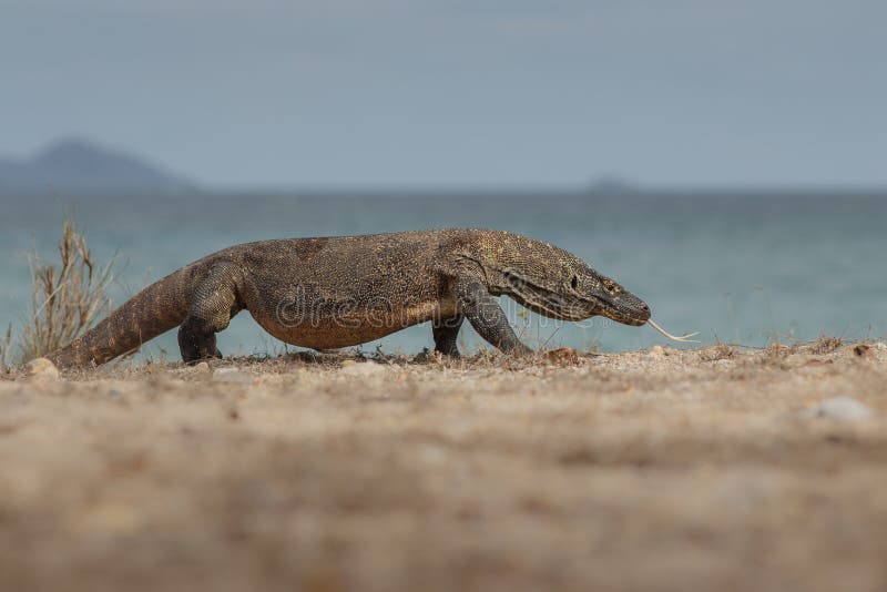 Dragon on the beach stock image. Image of komodonationalpark - 56559159