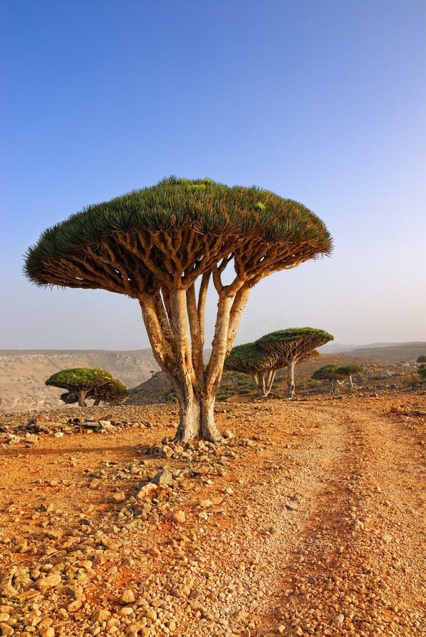 Dragon blood tree stock photo. Image of dracaena, rare - 14073290
