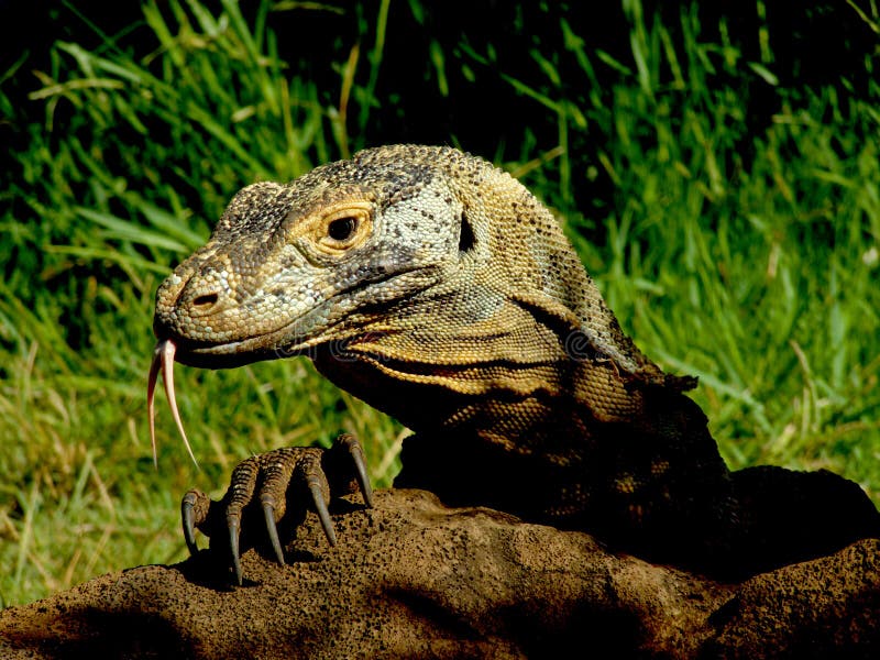 Dragon claw stock photo. Image of tongue, large, lizard - 12027920