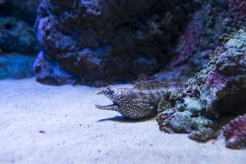 Dragon Moray Eel stock photo. Image of devil, horn, stare - 8915090