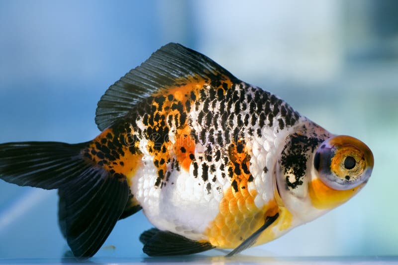 Dragon Eye Fantail Goldfish Stock Photo - Image of background, pisces ...
