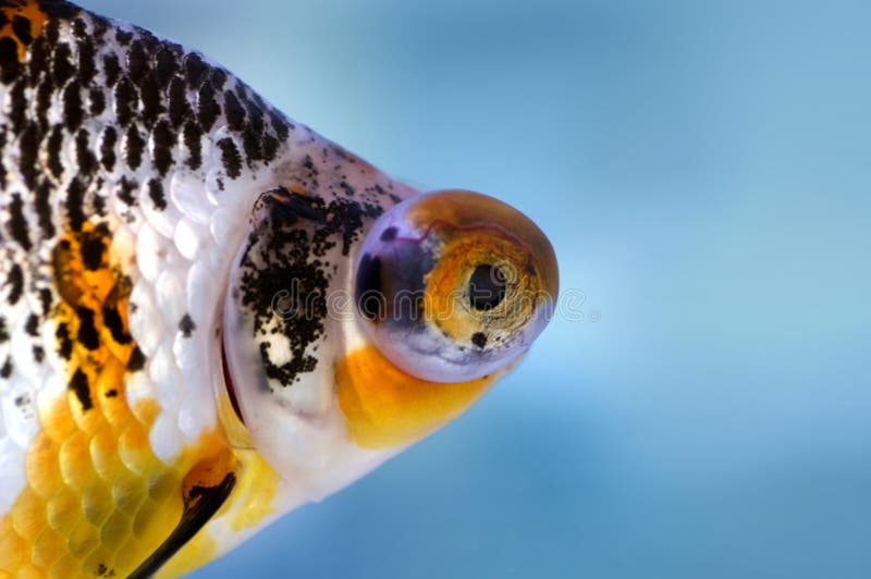 Dragon Eye Goldfish in Fish Tank Stock Image - Image of marine, pond ...