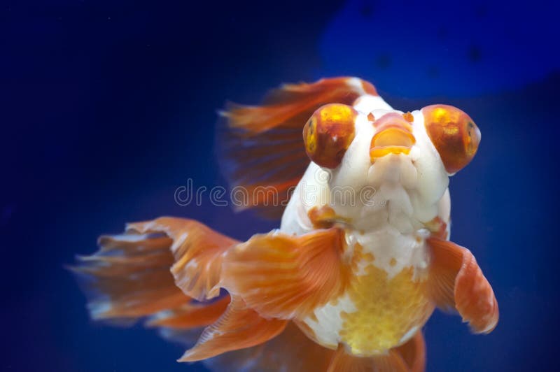 Dragon Eye Goldfish in Fish Tank Stock Photo - Image of carp, pond ...