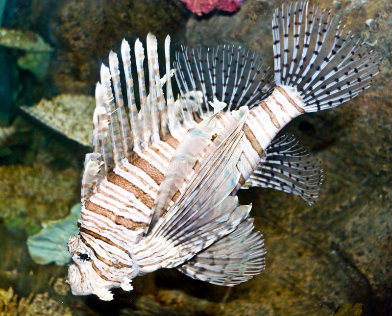 Dragon Fish in the Aquarium Stock Image - Image of spikes, fluorescent ...