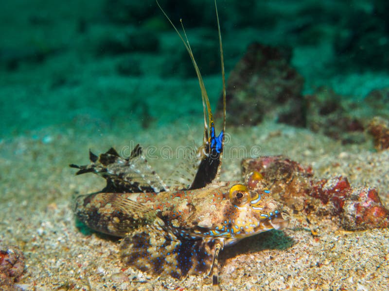 Dragon Fish Statue stock photo. Image of mythology, stone - 45880900