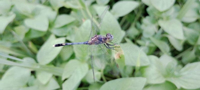 Dragon Flies on Green Strand. Stock Photo - Image of wing, leaf: 257480752