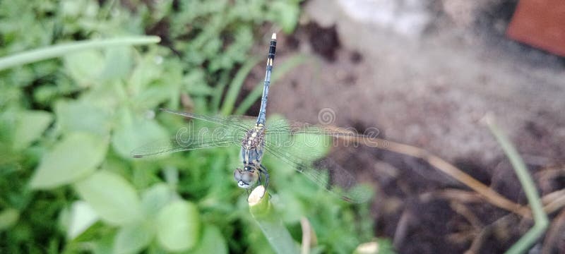 Dragon Flies on Spring Onion Strand. Stock Photo - Image of dragon ...