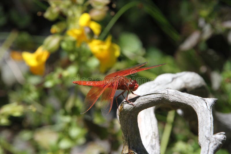 Dragon flies in the wild stock image. Image of nectar - 94191649