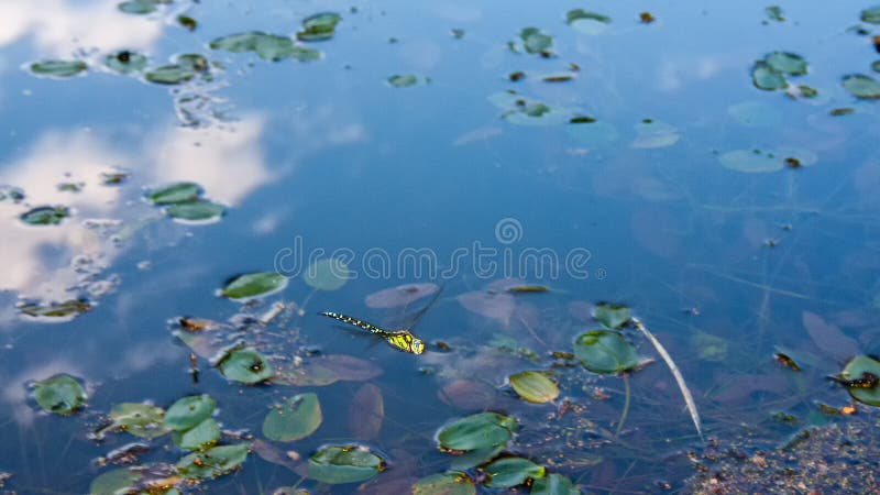 Dragon Flight Over the Water Stock Photo - Image of wildlife, yellow ...