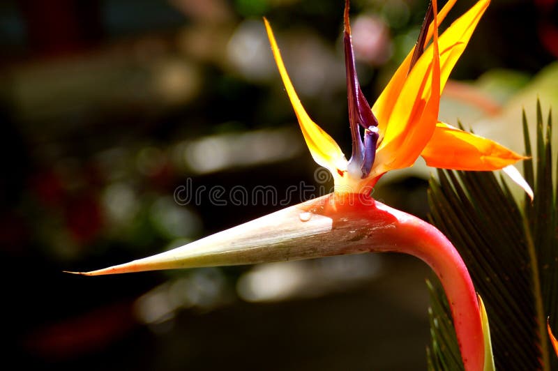 Dragon Flower stock image. Image of pink, orange, green - 28983213