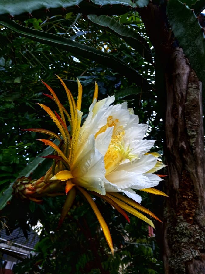 Dragon Flower, Big Flower, White Flower Long Yellow Petals Stock Image ...