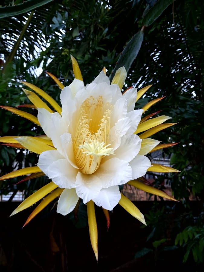 Dragon Flower Big White Long Yellow Petals Stock Photos - Free ...