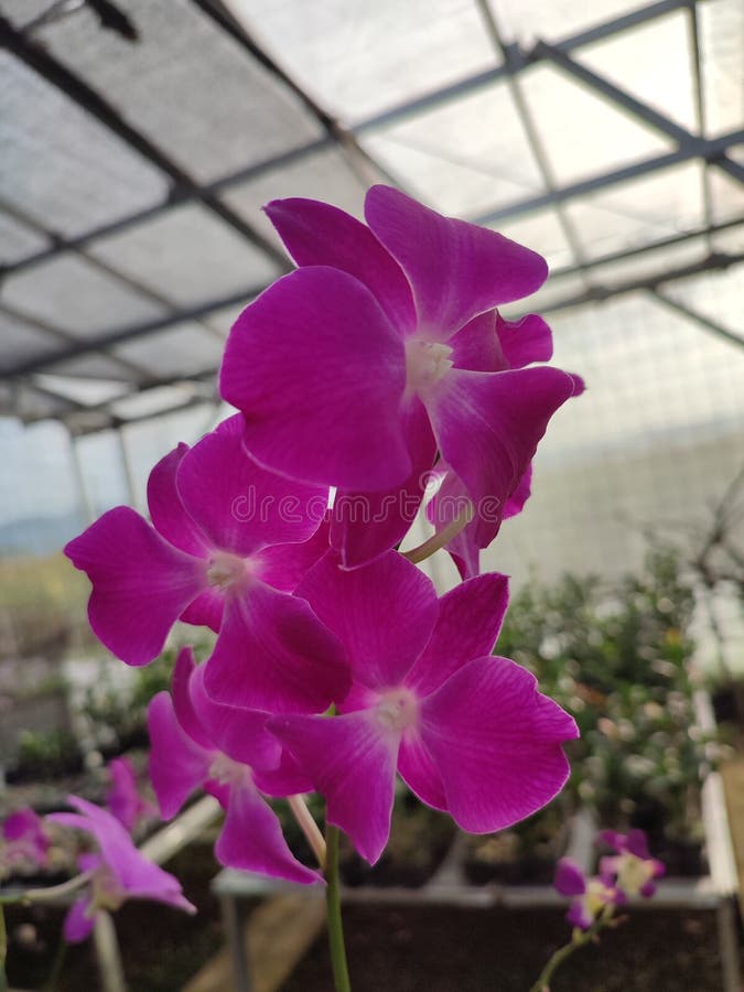 Dragon Flower with Brave Color Stock Photo - Image of lily, purple ...