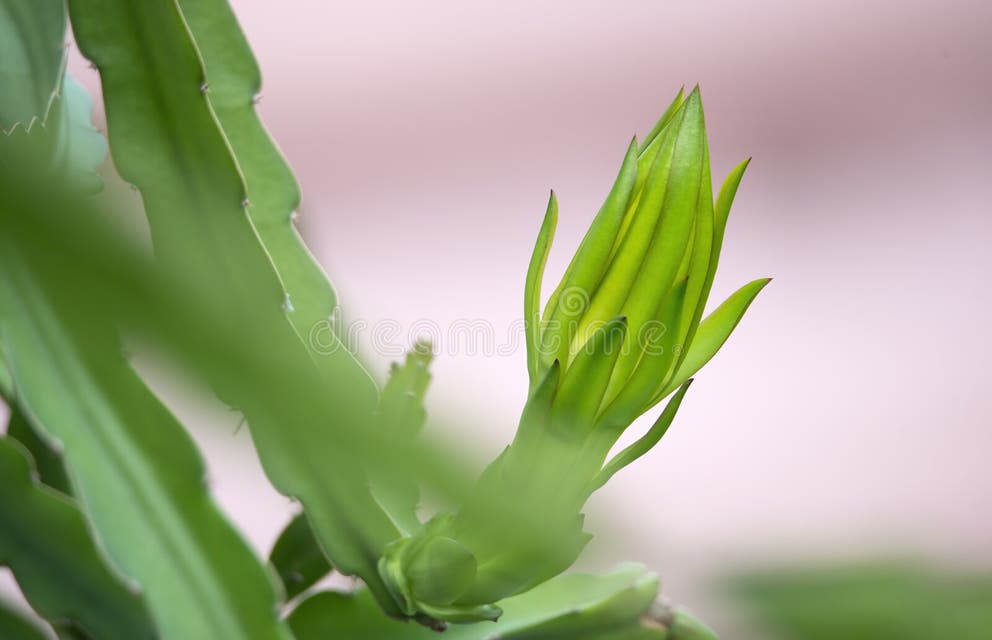 Dragon flower bud stock photo. Image of cactus, dragon - 255814694