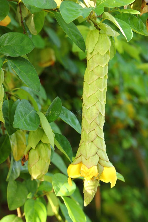 Dragon flower stock image. Image of nature, flower, seed - 54112873