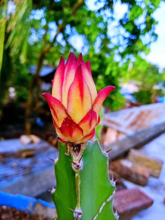 Dragon flower stock photo. Image of produce, petal, wildflower - 195637002
