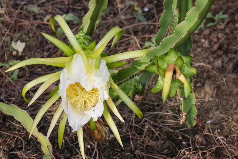 Dragon flower stock image. Image of botany, plant, flower - 83177863