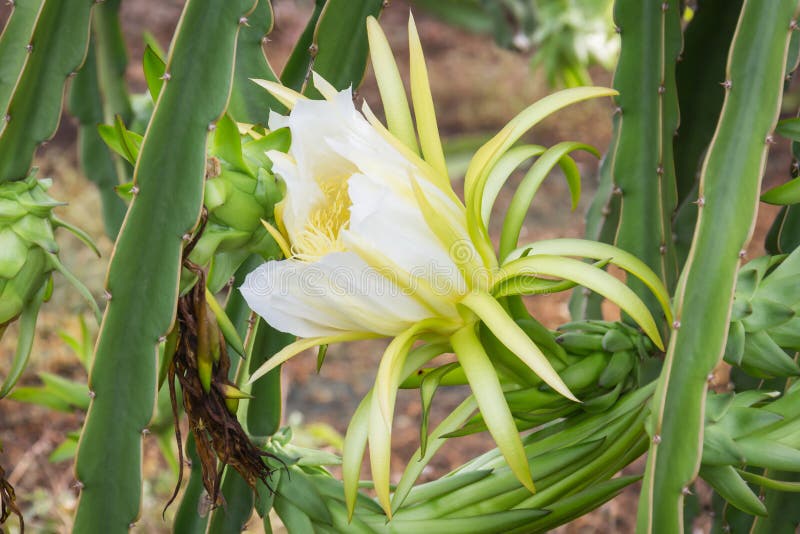 Dragon flower stock image. Image of botany, fruit, long - 83177907