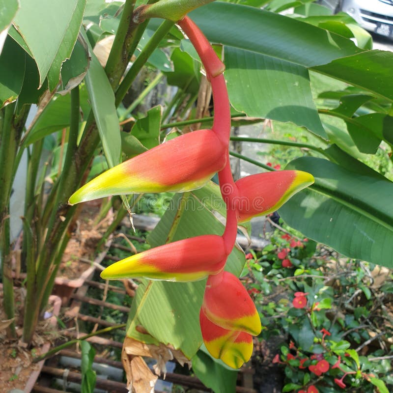 Dragon Flower stock photo. Image of dragon, plant, asia - 221623888