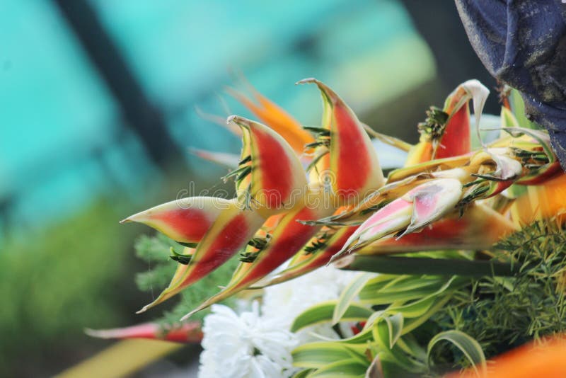 Dragon flower stock image. Image of orange, beauty, closeup - 138023489