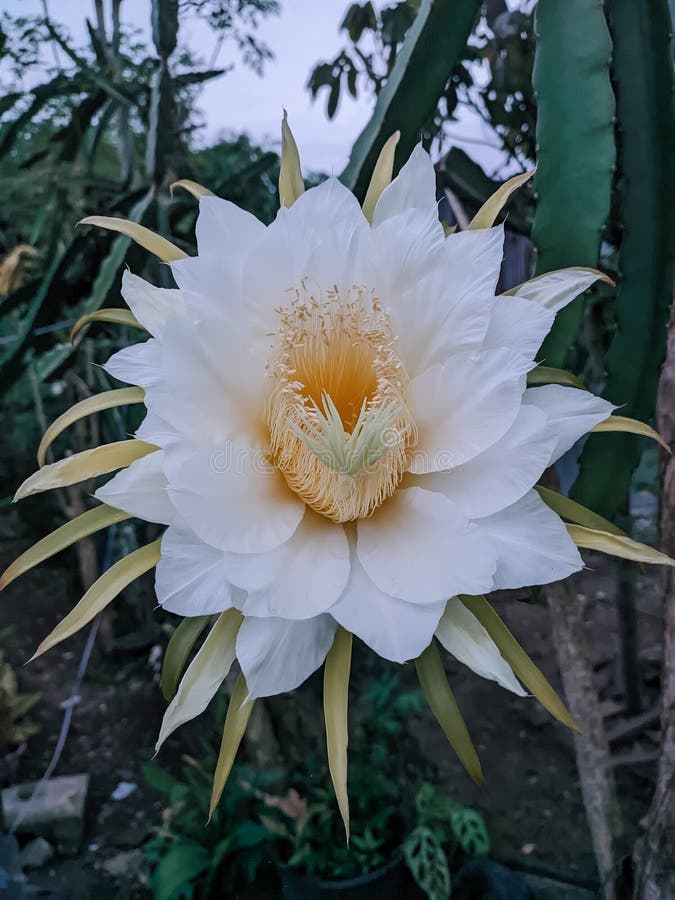 Dragon flower stock photo. Image of wither, dragon, rises - 261822248