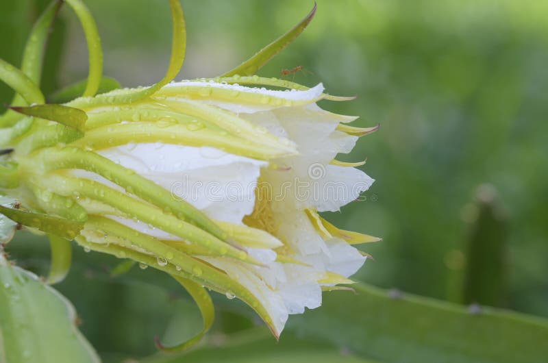 Dragon flower stock image. Image of flower, nature, white - 184234871