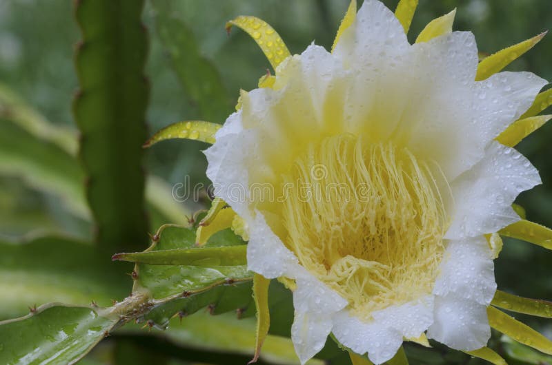 Dragon flower stock photo. Image of natural, environment - 184234898