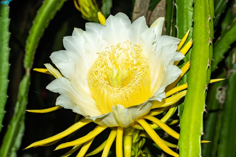 Dragon Flowers Open for 1 Night, Some Flowers are Larger Stock Photo ...