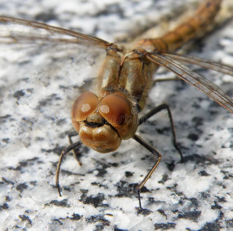 Dragon fly stock photo. Image of beauty, damsel, dragon - 10698044