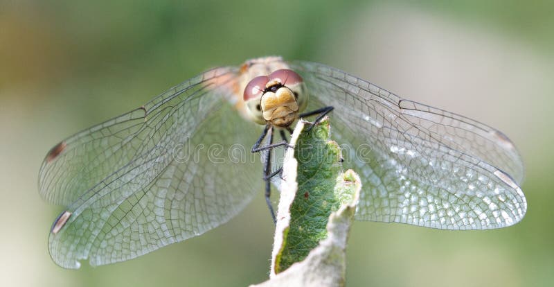 Dragon fly stock photo. Image of nature, dragonfly, relaxing - 10801332