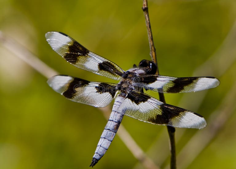 Dragon Fly stock photo. Image of dragonfly, dragon, worms - 12864682