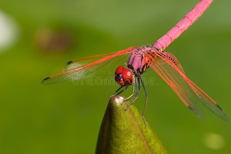 Dragon Fly stock image. Image of garden, orange, wildlife - 173961