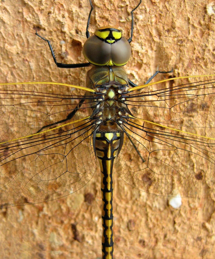Dragon fly stock image. Image of dragon, beautiful, closeup - 119366119