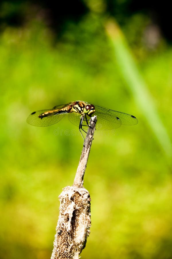 Dragon-fly stock photo. Image of brown, insect, garden - 18958174