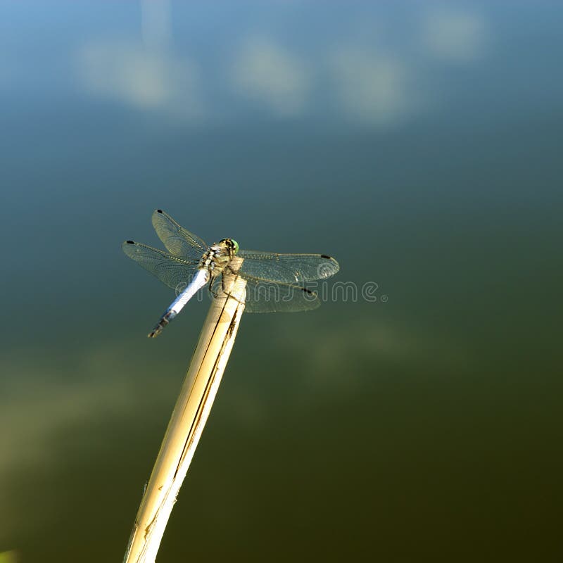 Dragon-fly stock image. Image of spring, beauty, large - 5471501