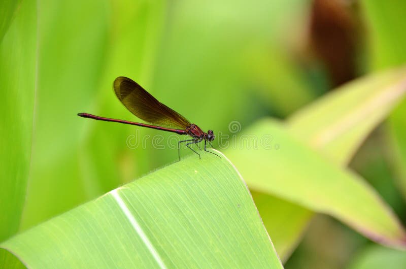 Dragon-fly stock photo. Image of dragonflynability, multiple - 95686884