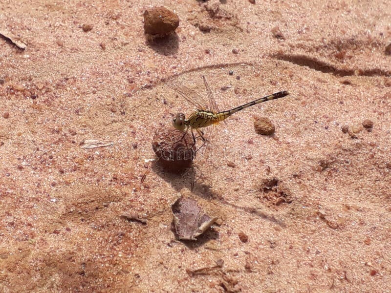 Dragon fly stock photo. Image of stone, dragon, insect - 134341706