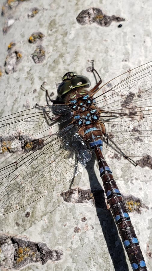 Dragon Fly Blue Birch Tree Wings Magical Stock Photo - Image of wing ...
