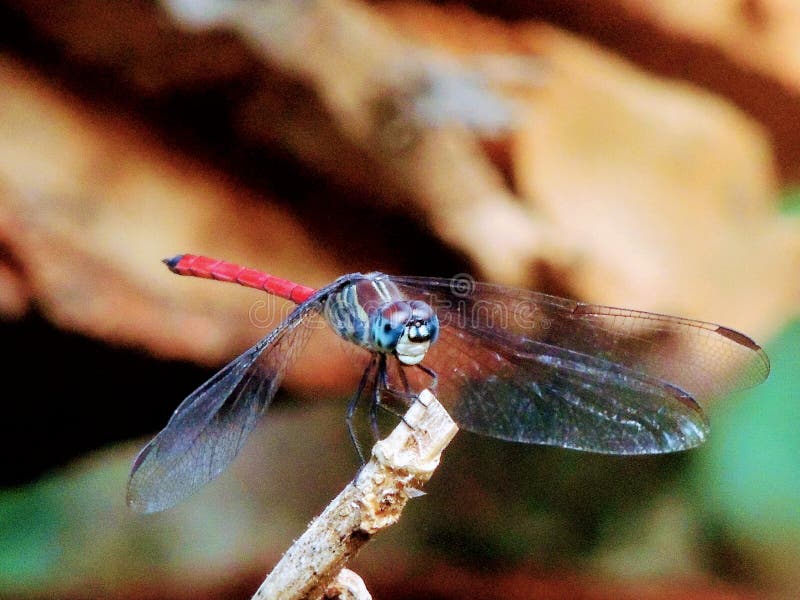 Dragon fly closeup stock image. Image of dragon, branch - 181084929