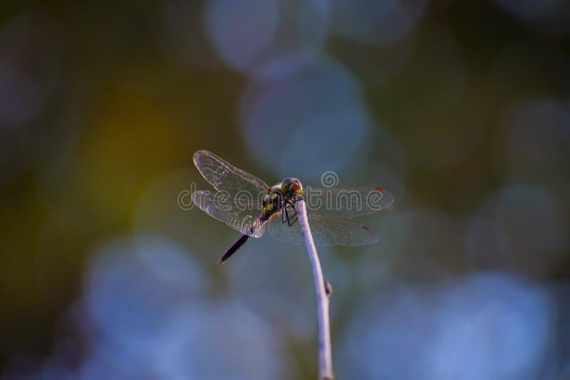 963 Helicopter Insect Stock Photos - Free & Royalty-Free Stock Photos ...