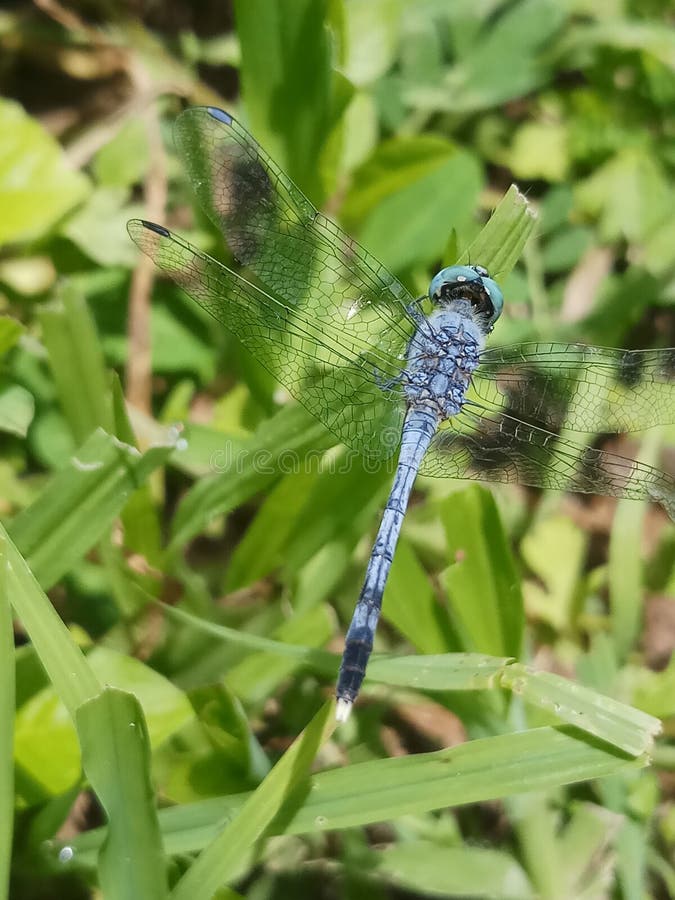 Dragon Fly in Fields of Grass Stock Image - Image of dragon, grass ...