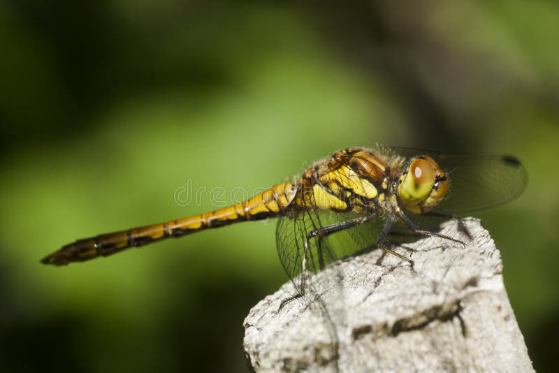 Dragon fly stock image. Image of stick, yellow, quadrimaculata - 70820671