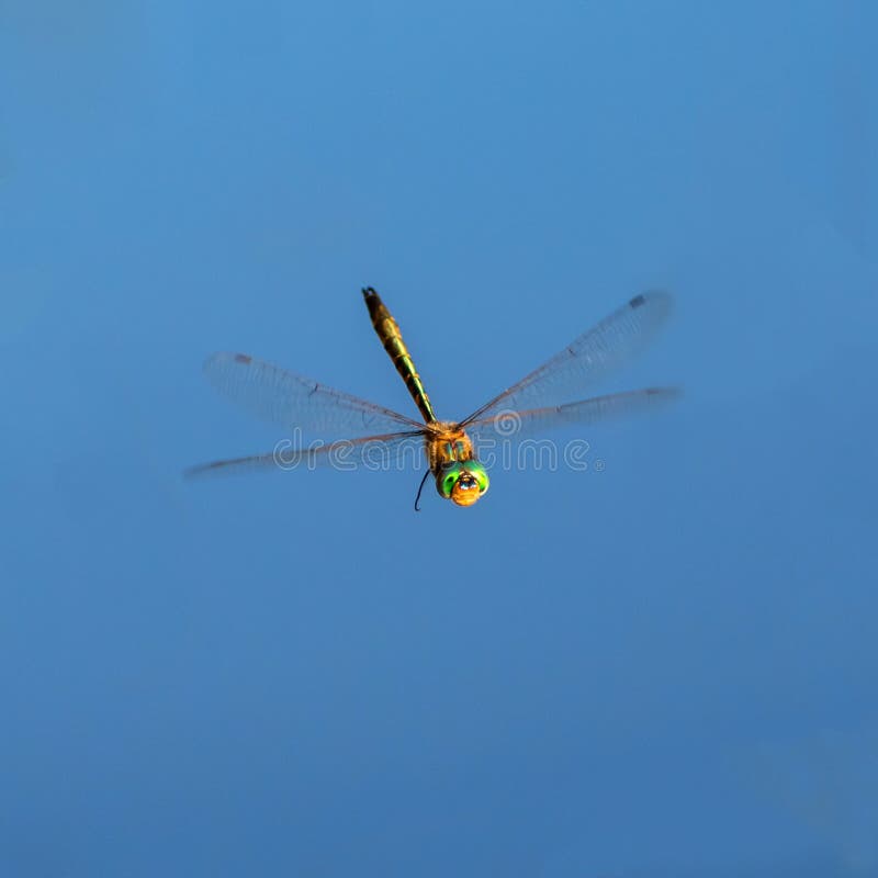 Blue Dragon Fly stock photo. Image of plant, natural - 74338740