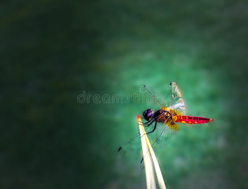 Red Dragon fly in Garden stock photo. Image of beautiful - 183502388